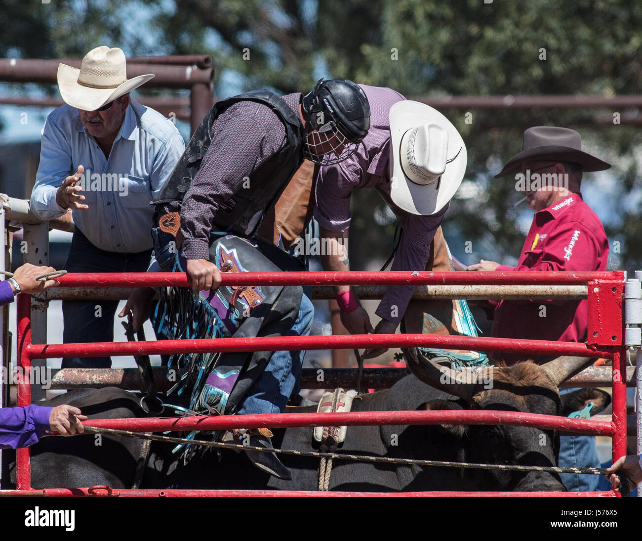 Cowboys in the chutes at the rodeo in Cottonwood, California Stock ...