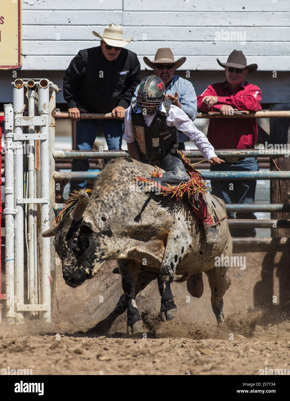 Bull riding cowboys at the rodeo in Cottonwood, California Stock Photo ...