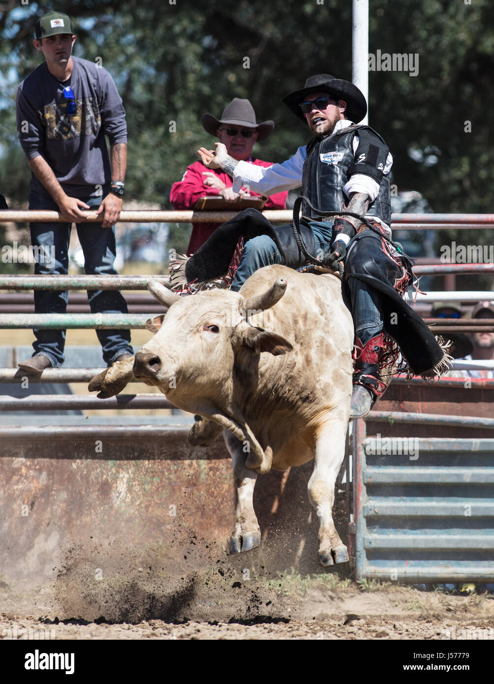 Bull riding cowboys at the rodeo in Cottonwood, California Stock Photo ...