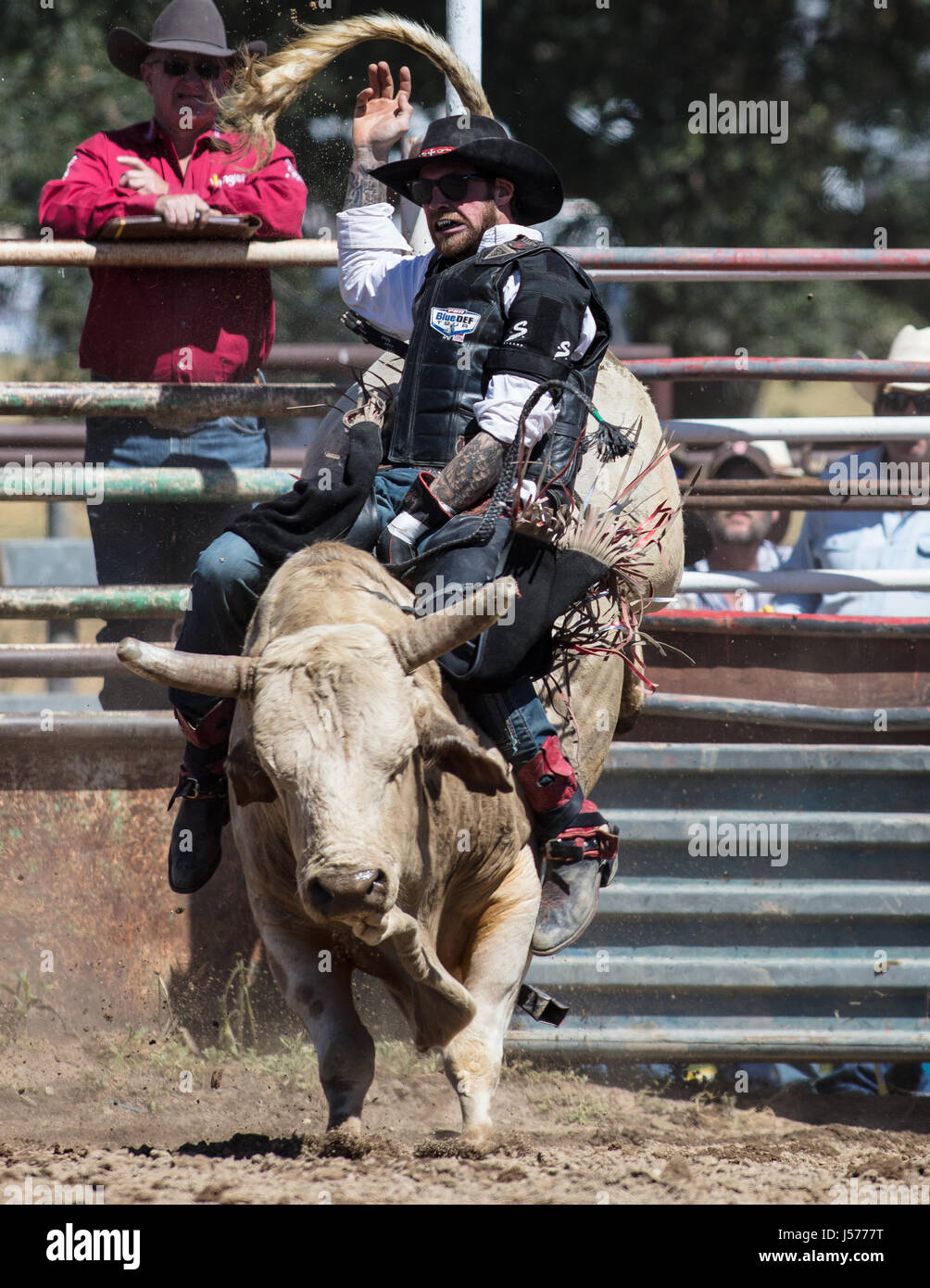 Bull riding cowboys at the rodeo in Cottonwood, California Stock Photo ...