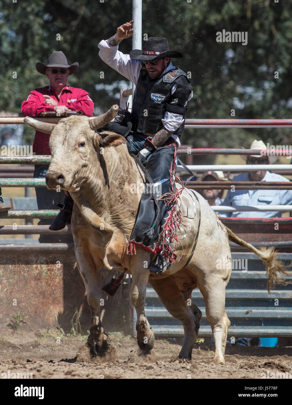 Bull riding cowboys at the rodeo in Cottonwood, California Stock Photo ...