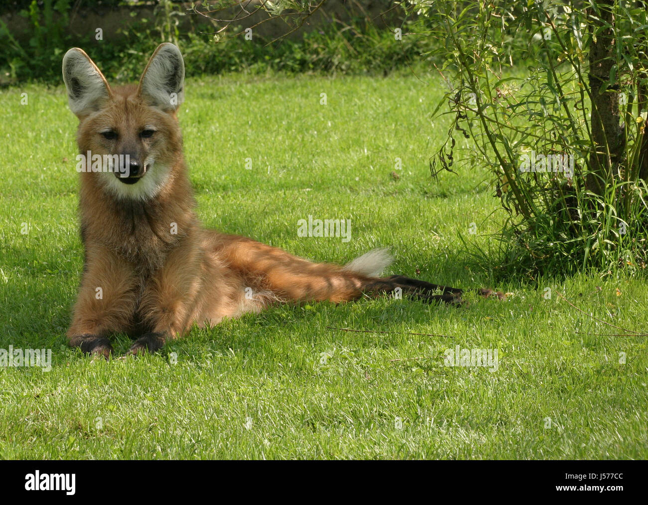 chrysocyon brachyurus maned wolf Stock Photo - Alamy