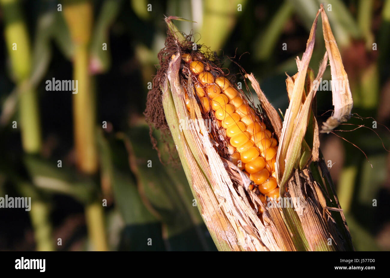 agriculture farming corn corncob fodder cornfield basic foods corn ...
