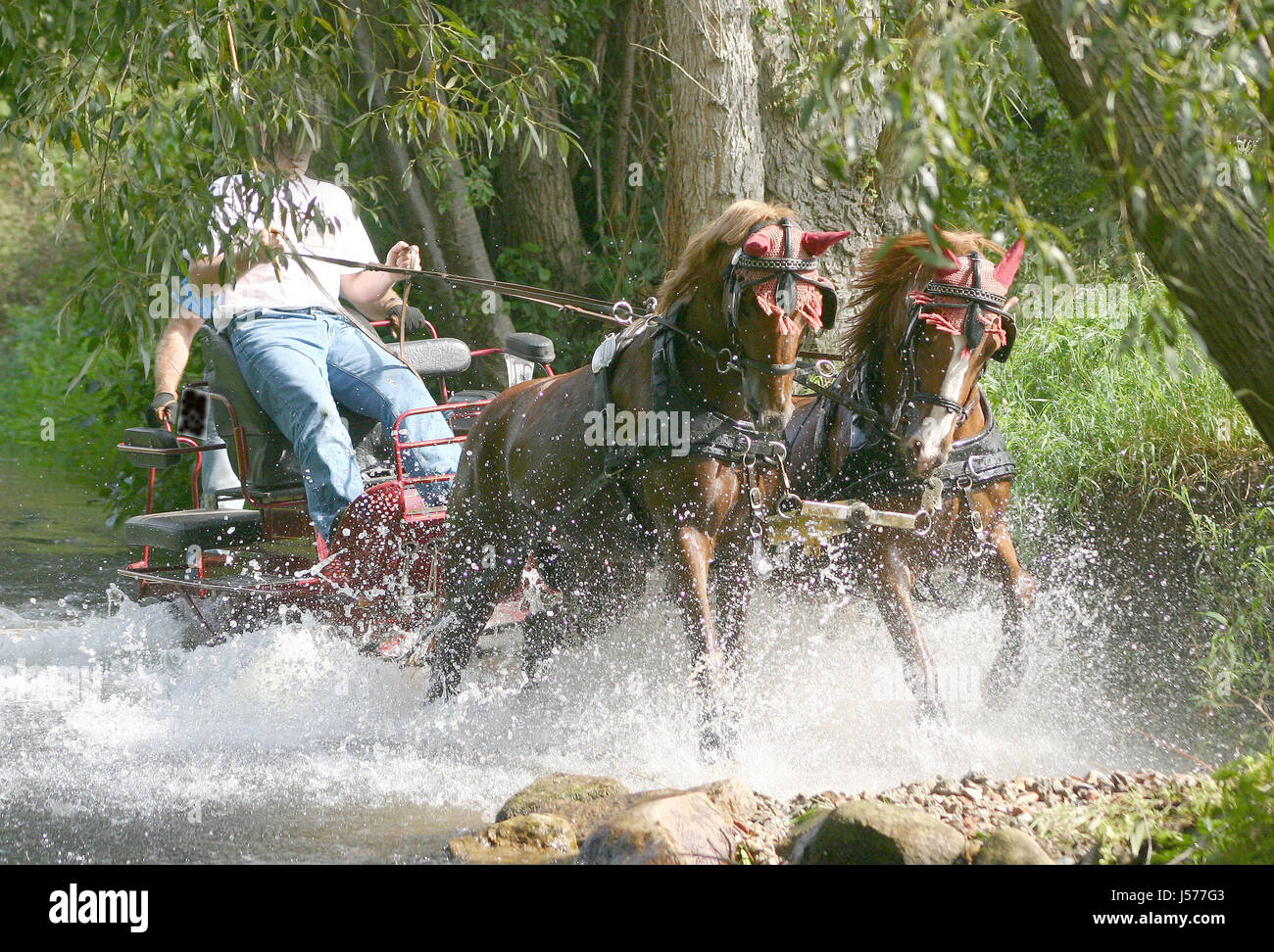 sport sports horse animals stream horses spring bouncing bounces hop ...