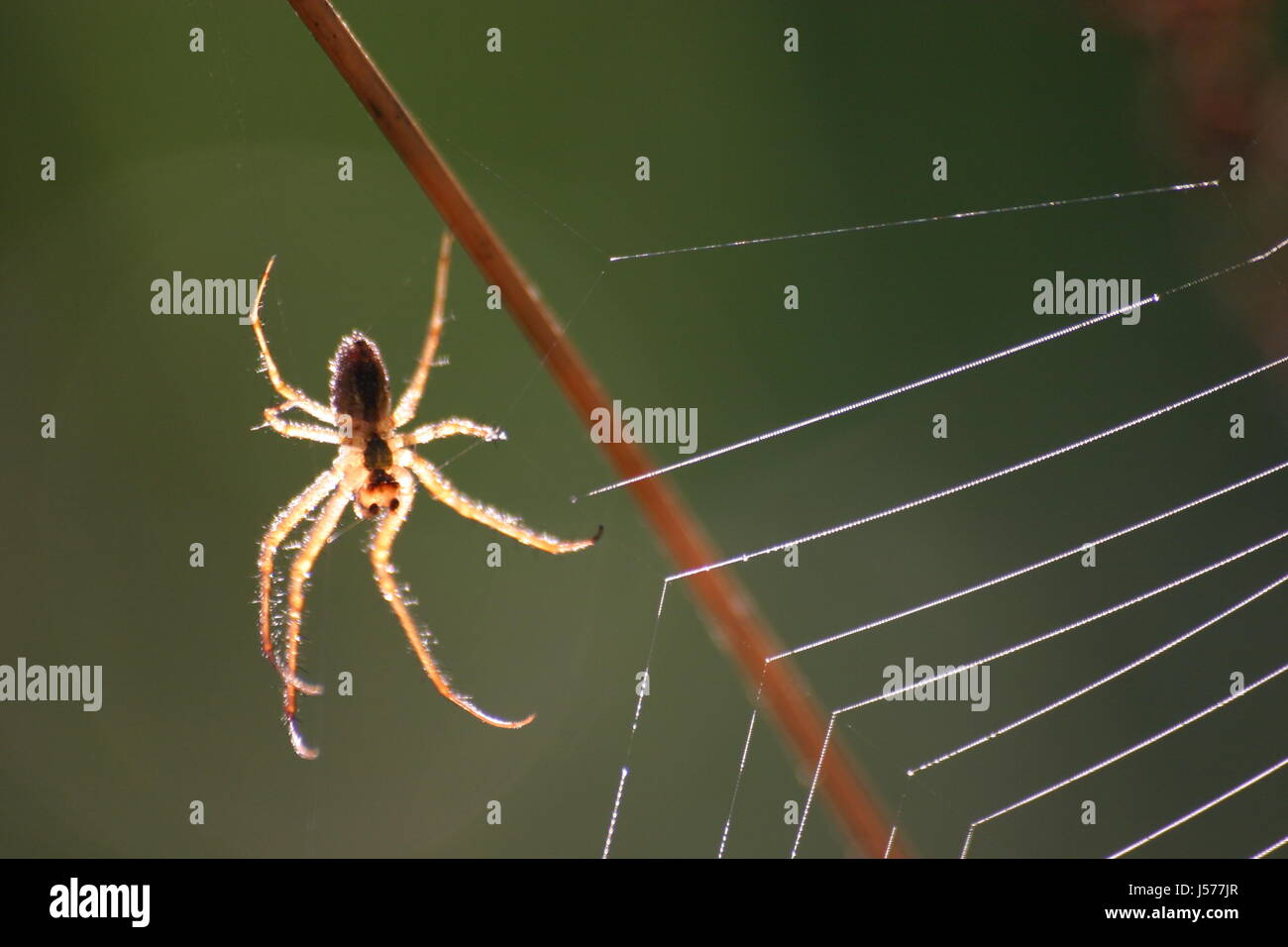 hairy counter-light spider disgust net cobweb spiders web gruselspinne ...