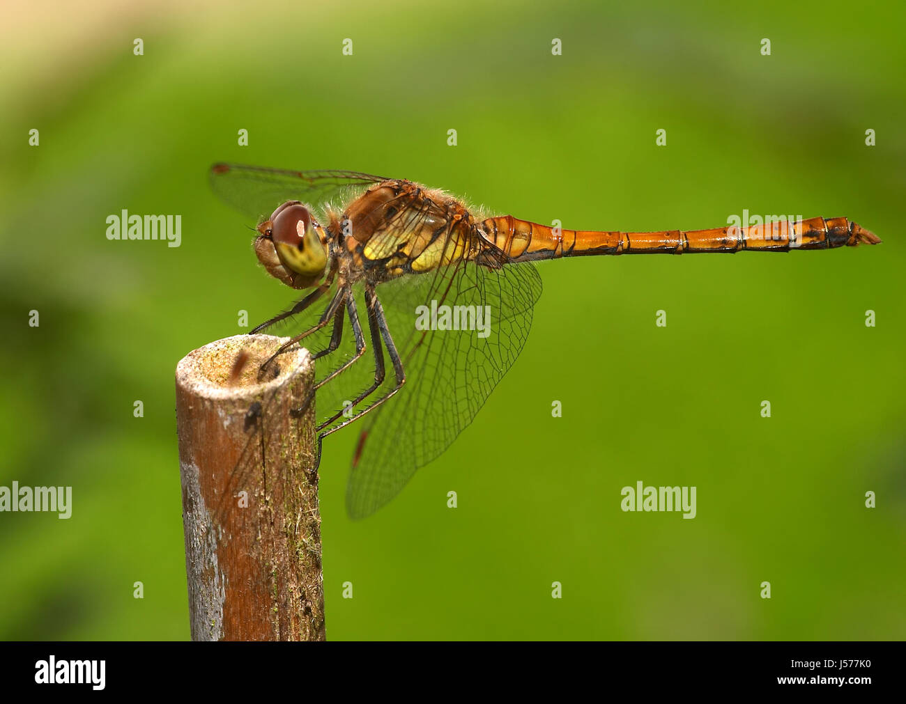 optional insect insects green brown brownish brunette eyes propeller ...