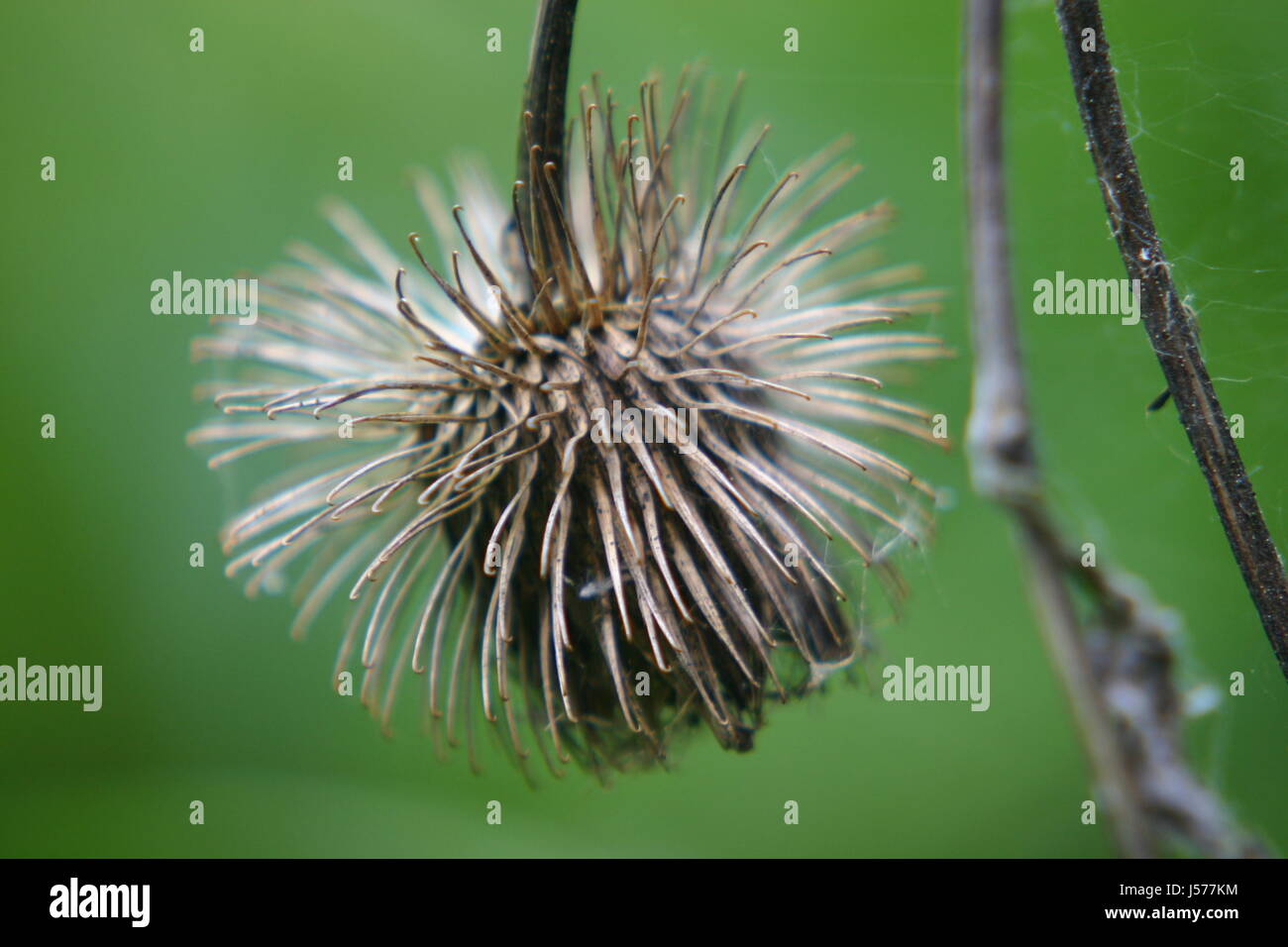 brown brownish brunette dry dried up barren thistle prickly barb ...