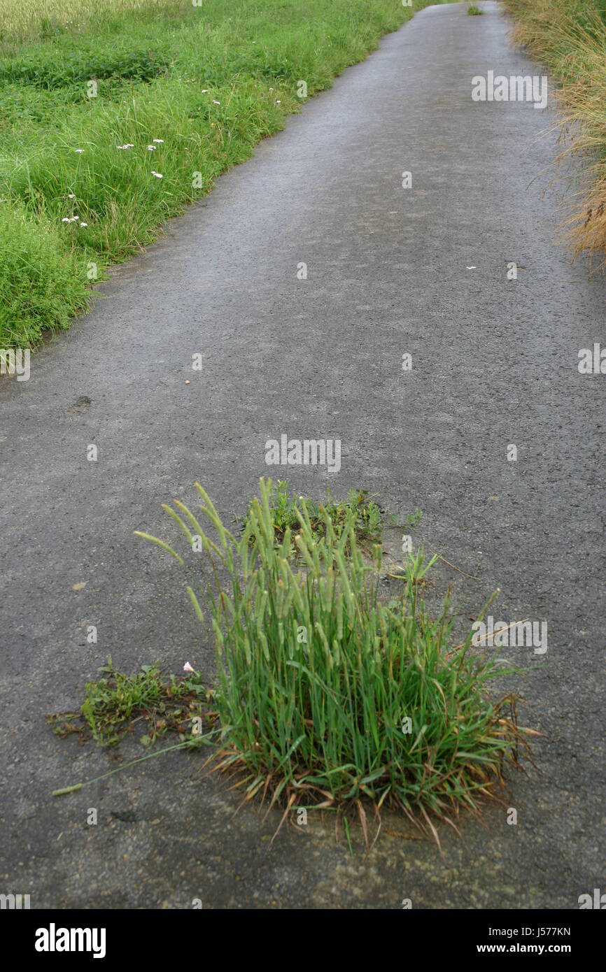 plant asphalt breakthrough path way strength force pflanzen-durchbruch ...