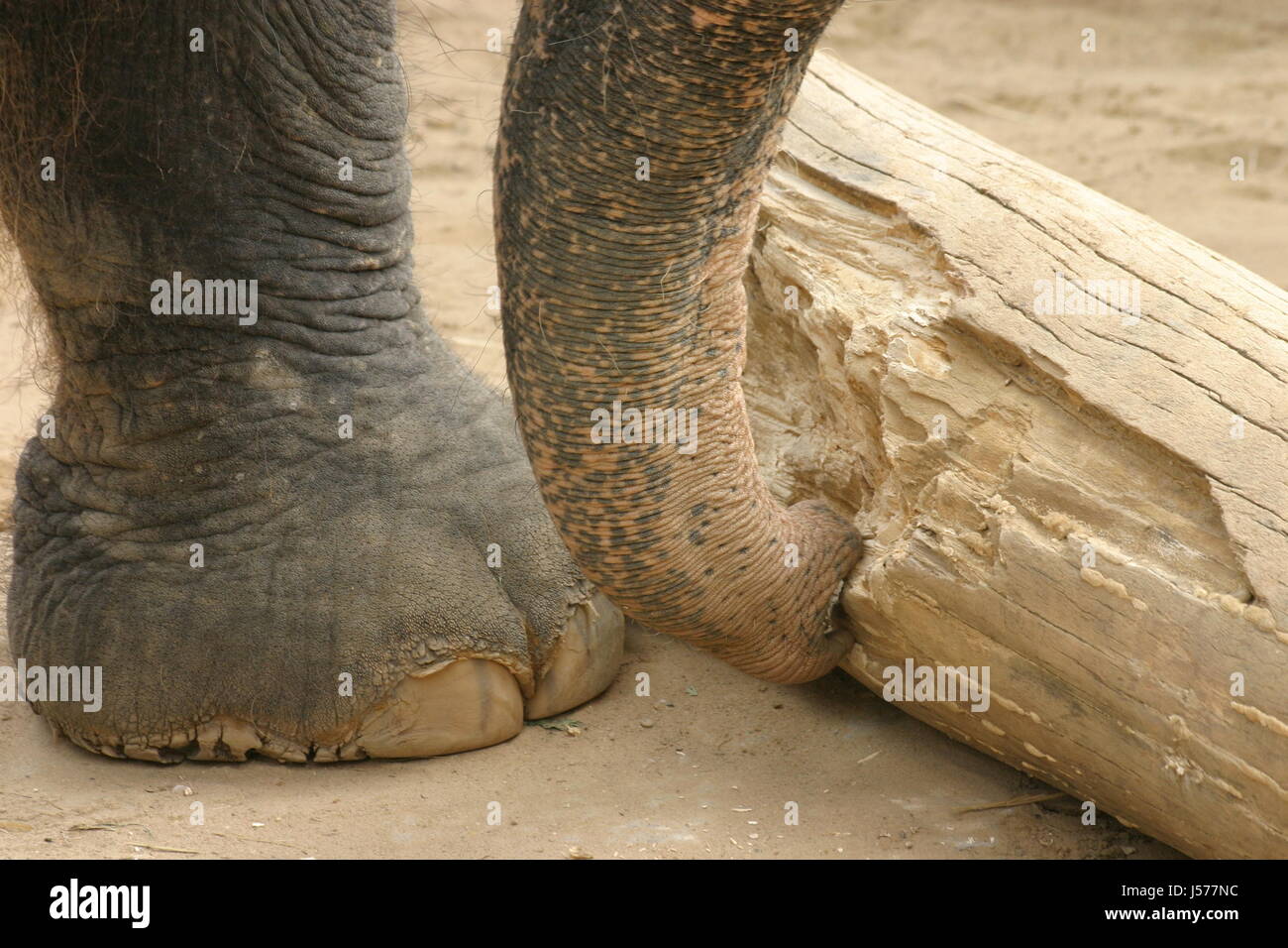 elephant proboscis elephantidae afrikanischer elefant loxodonta ...