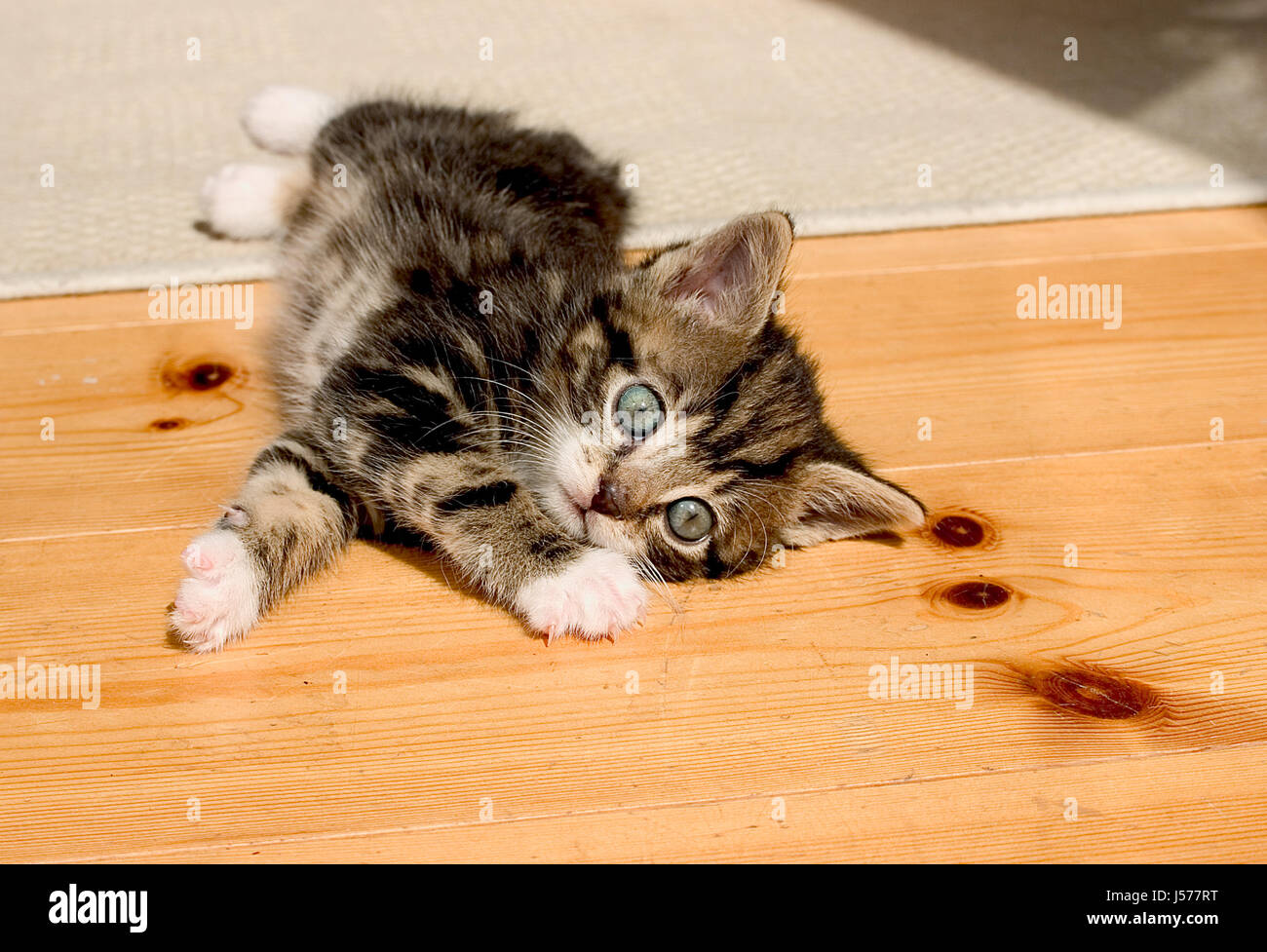 eyes skin small tiny little short cub baby small animal cute pussycat ...