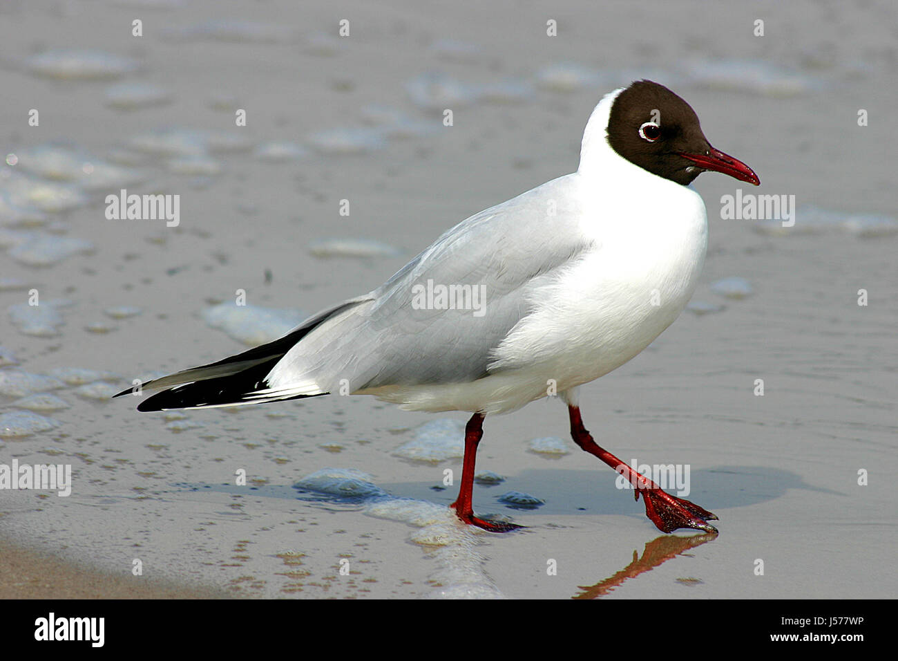 bird animals beach seaside the beach seashore birds water baltic sea ...