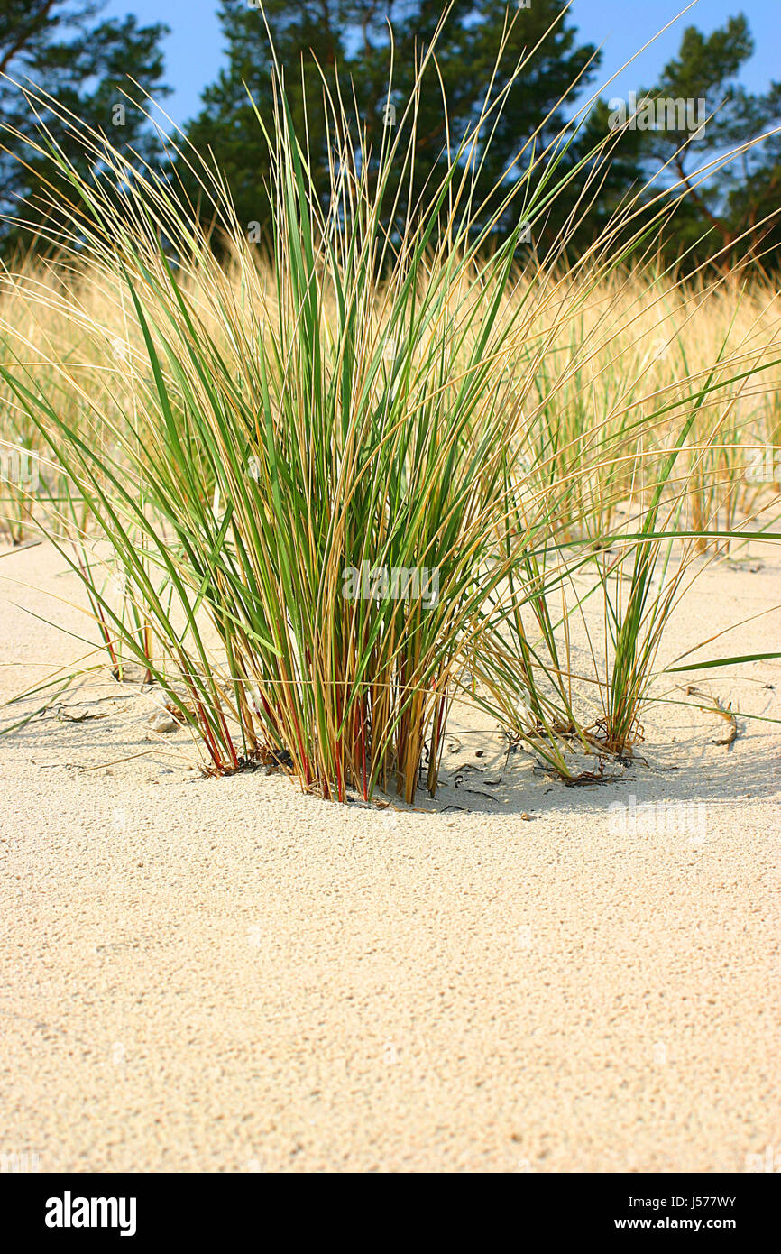 beach grass 02 Stock Photo - Alamy