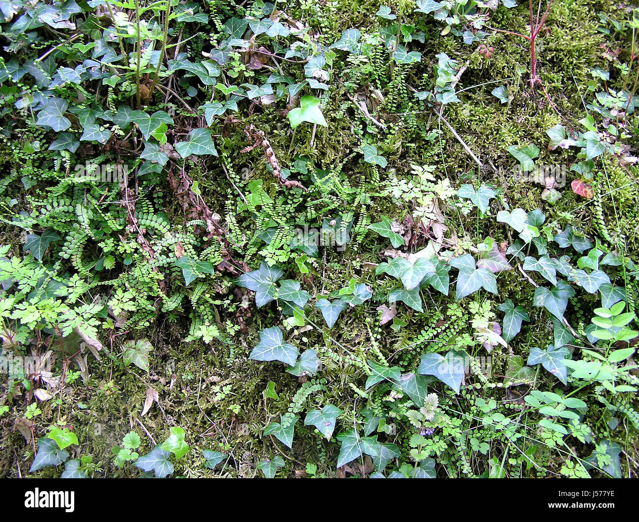 Structure of ivy hi-res stock photography and images - Alamy