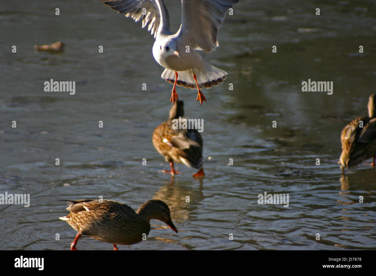 struggle for survival Stock Photo - Alamy