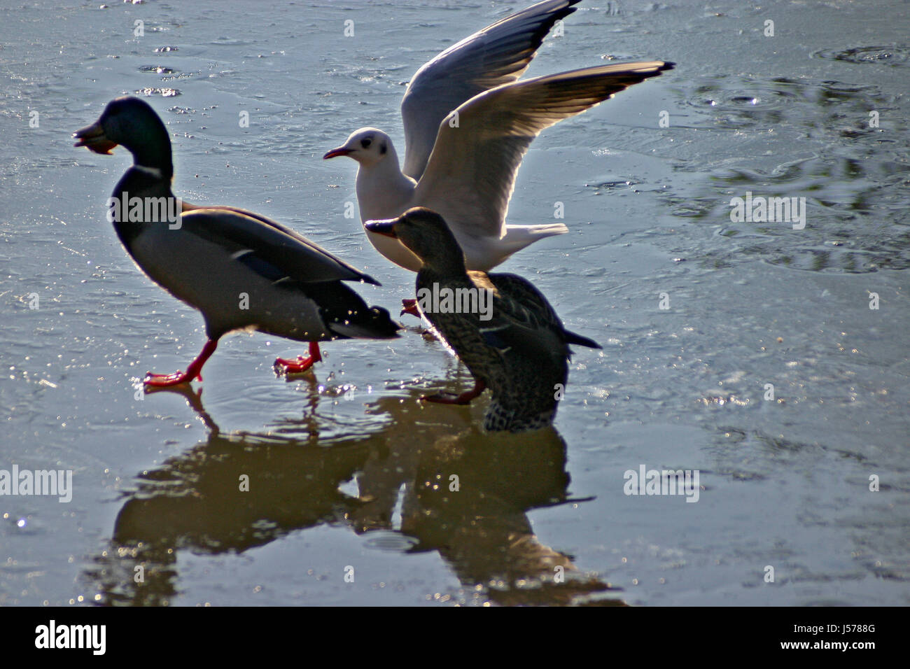 struggle for survival Stock Photo - Alamy