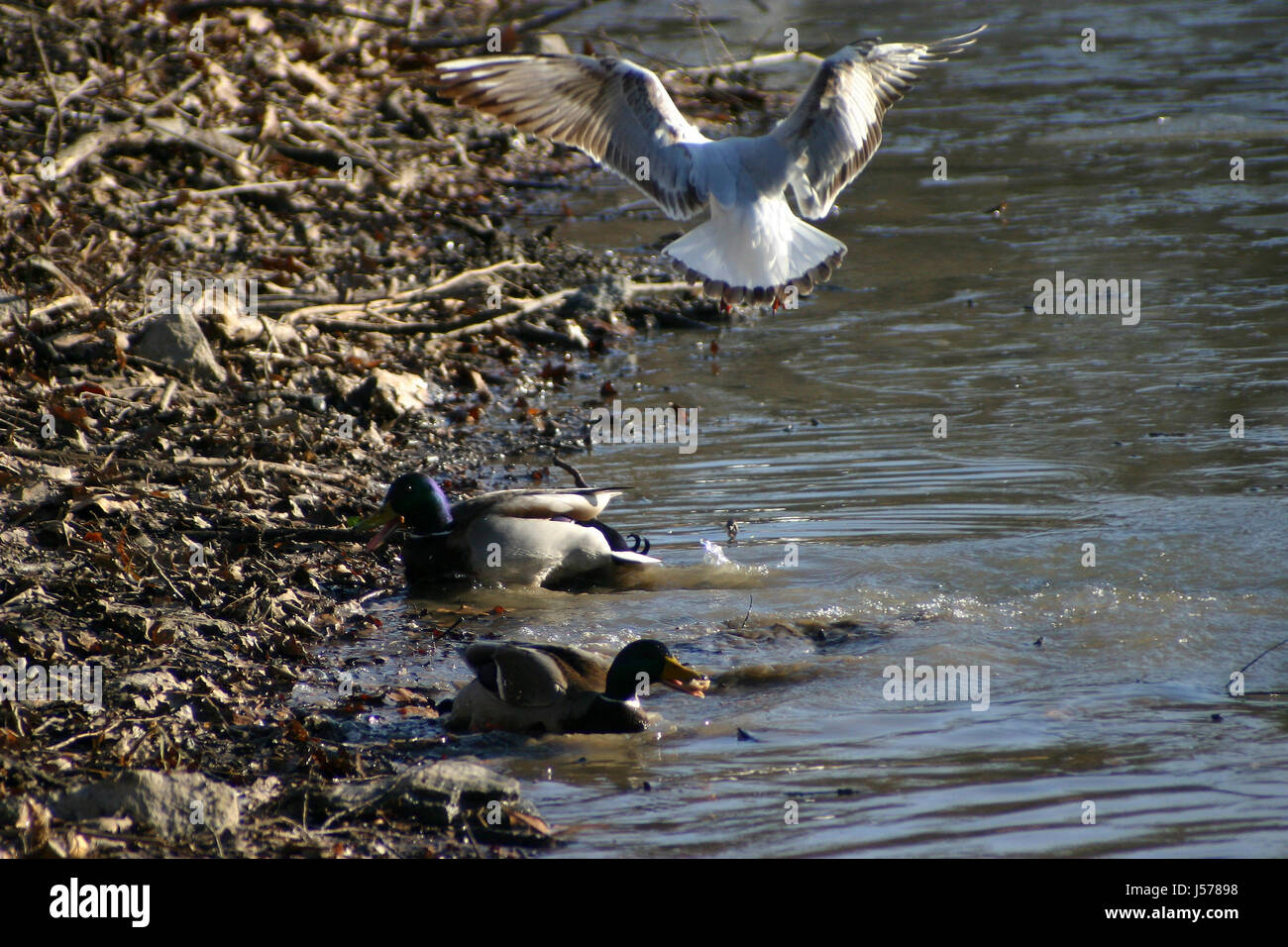 Gulls Attack Ducks High Resolution Stock Photography and Images - Alamy