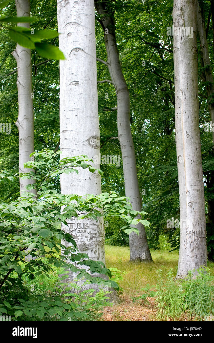 tree trees leaves tribes bush bark coppice meadow grass lawn green ...