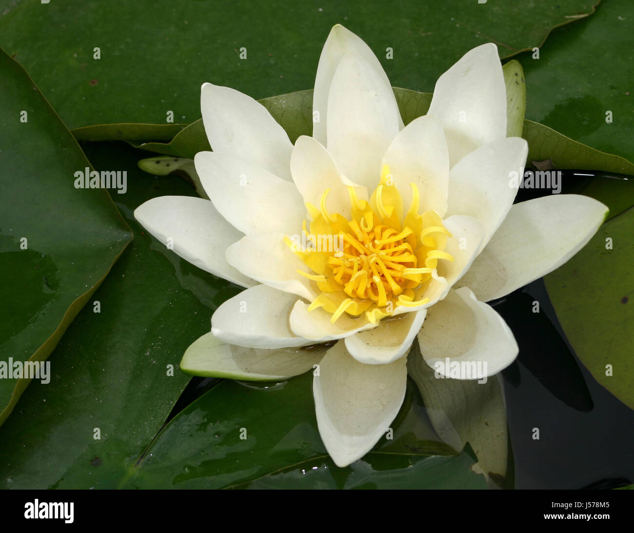 plant blossoms water lily fresh water pond water water lilies bleed ...