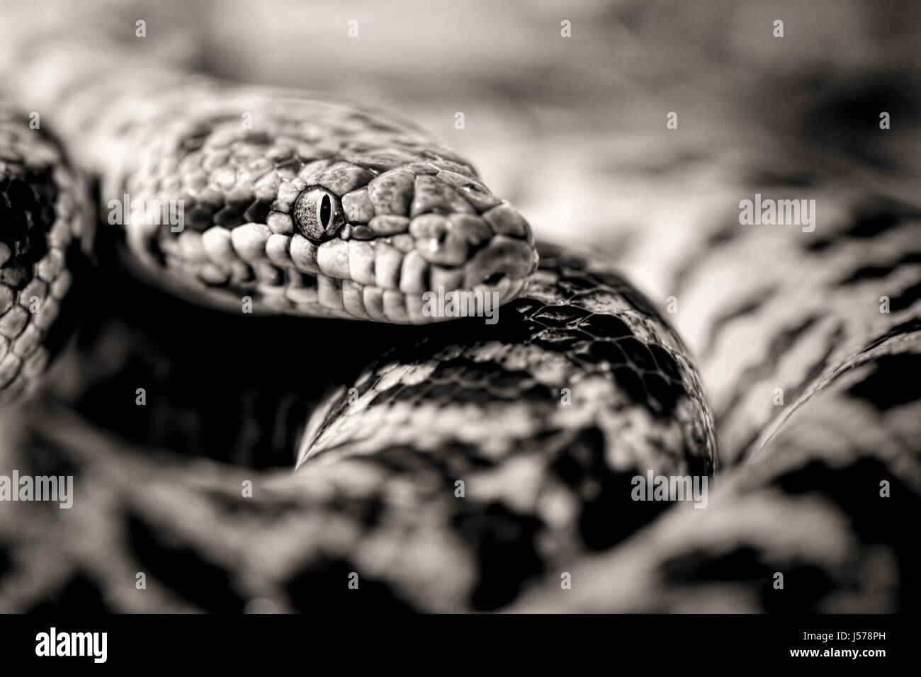 Python fangs hi-res stock photography and images - Alamy
