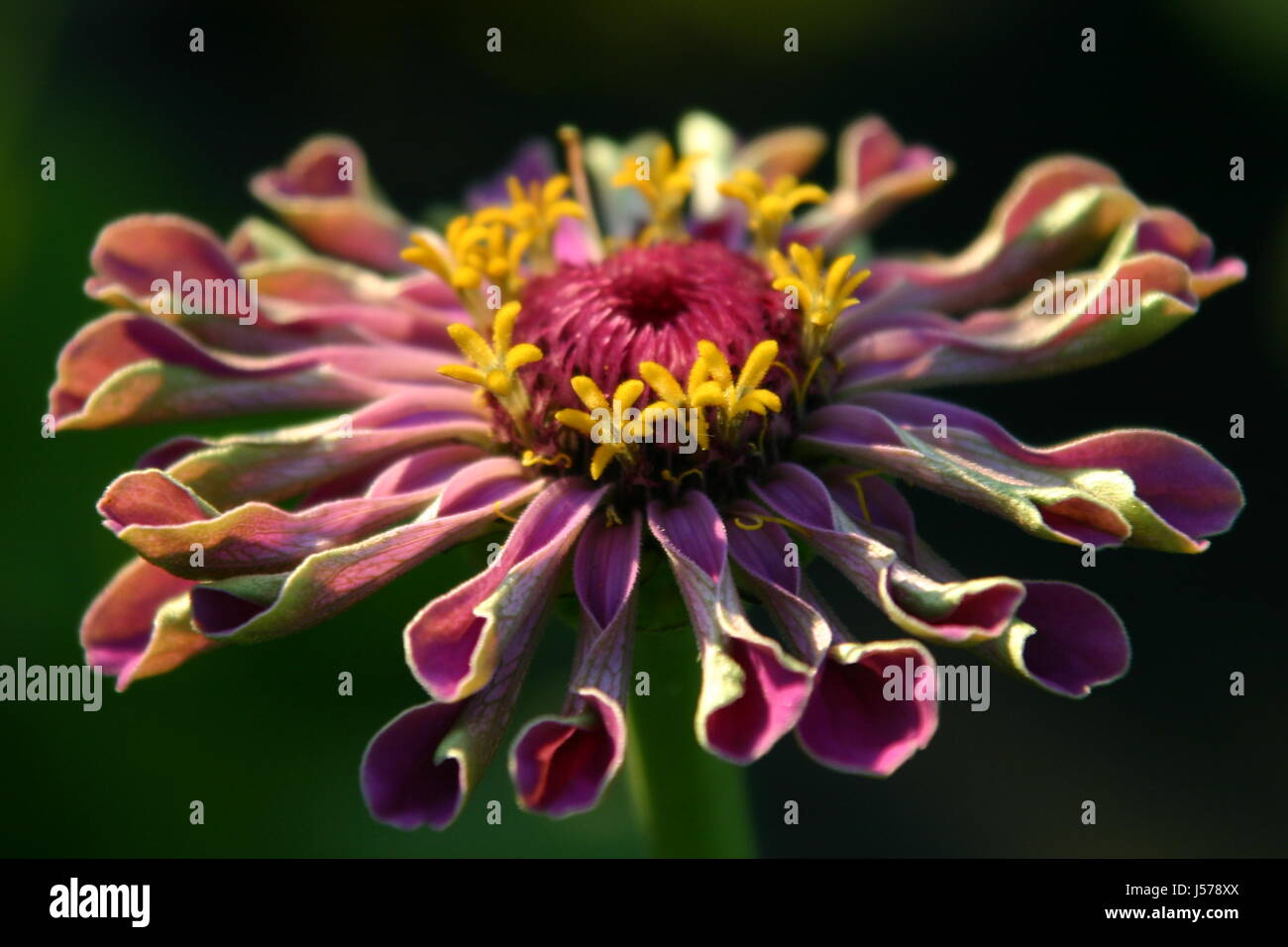 Half open flower hi-res stock photography and images - Alamy