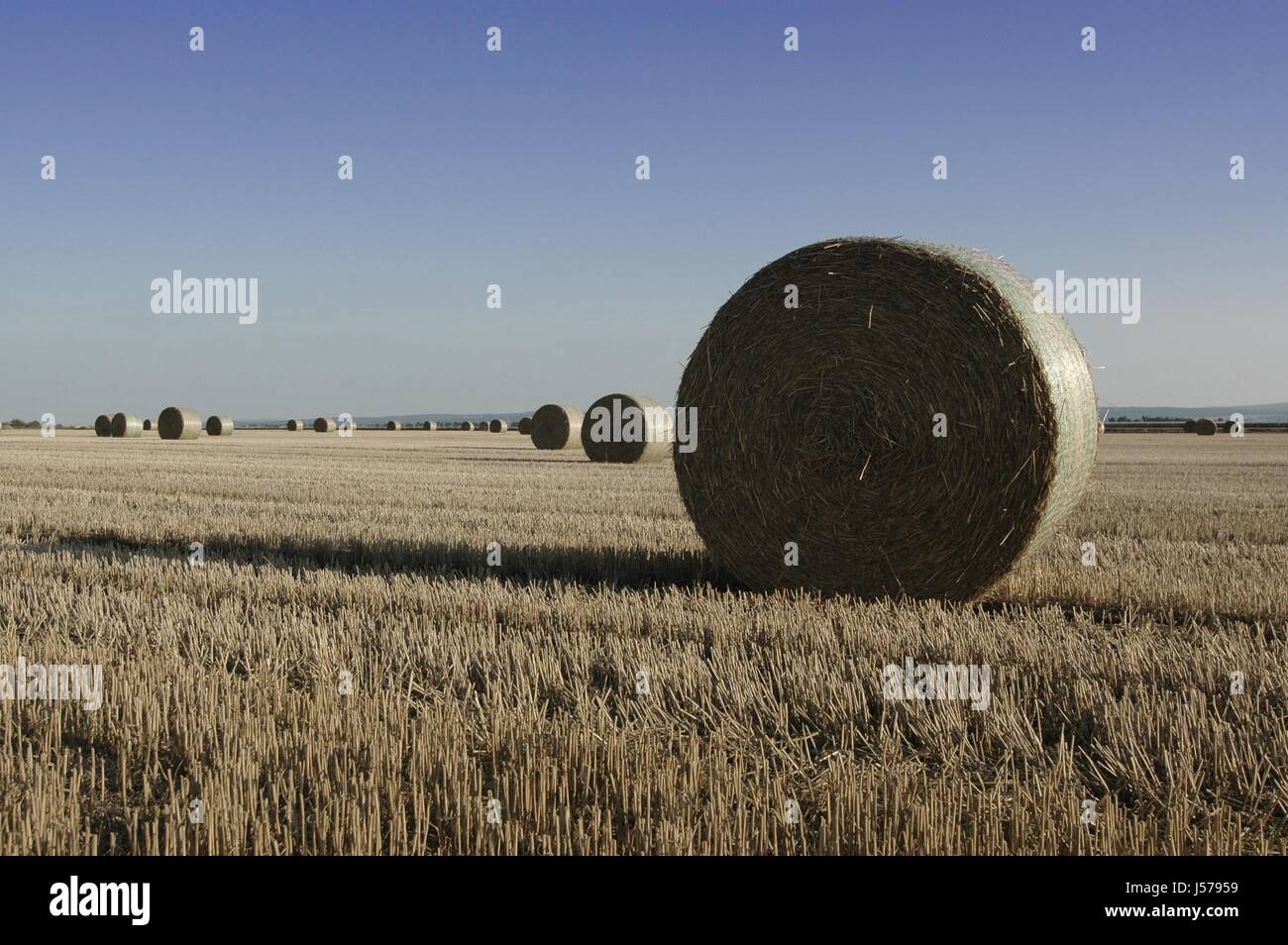 agriculture farming field straw ball straw harvested harvest grain ...