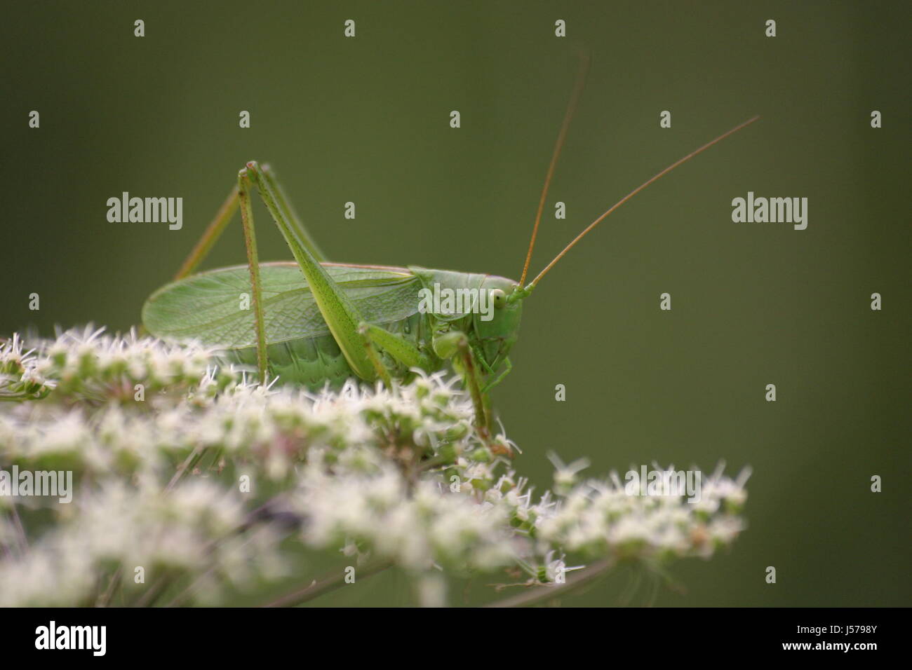 insect green thistle grasshopper antenna grnes heupferd heupferd ...