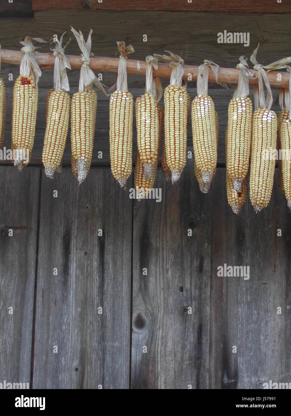 eco agriculture farming countrymen barn corn dry field crop dried land ...