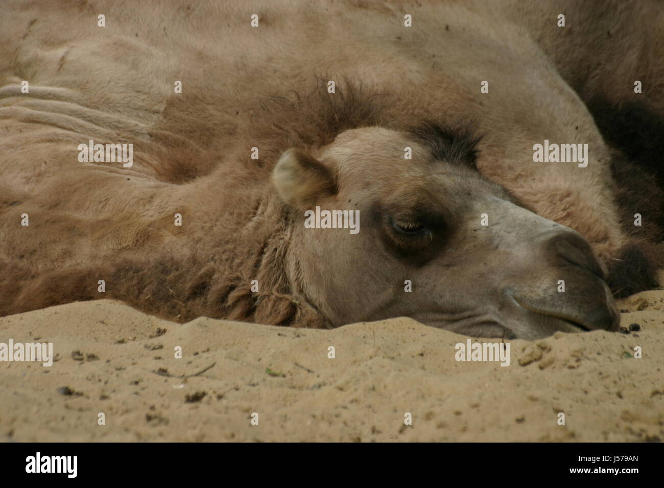 Burning beast hi-res stock photography and images - Alamy