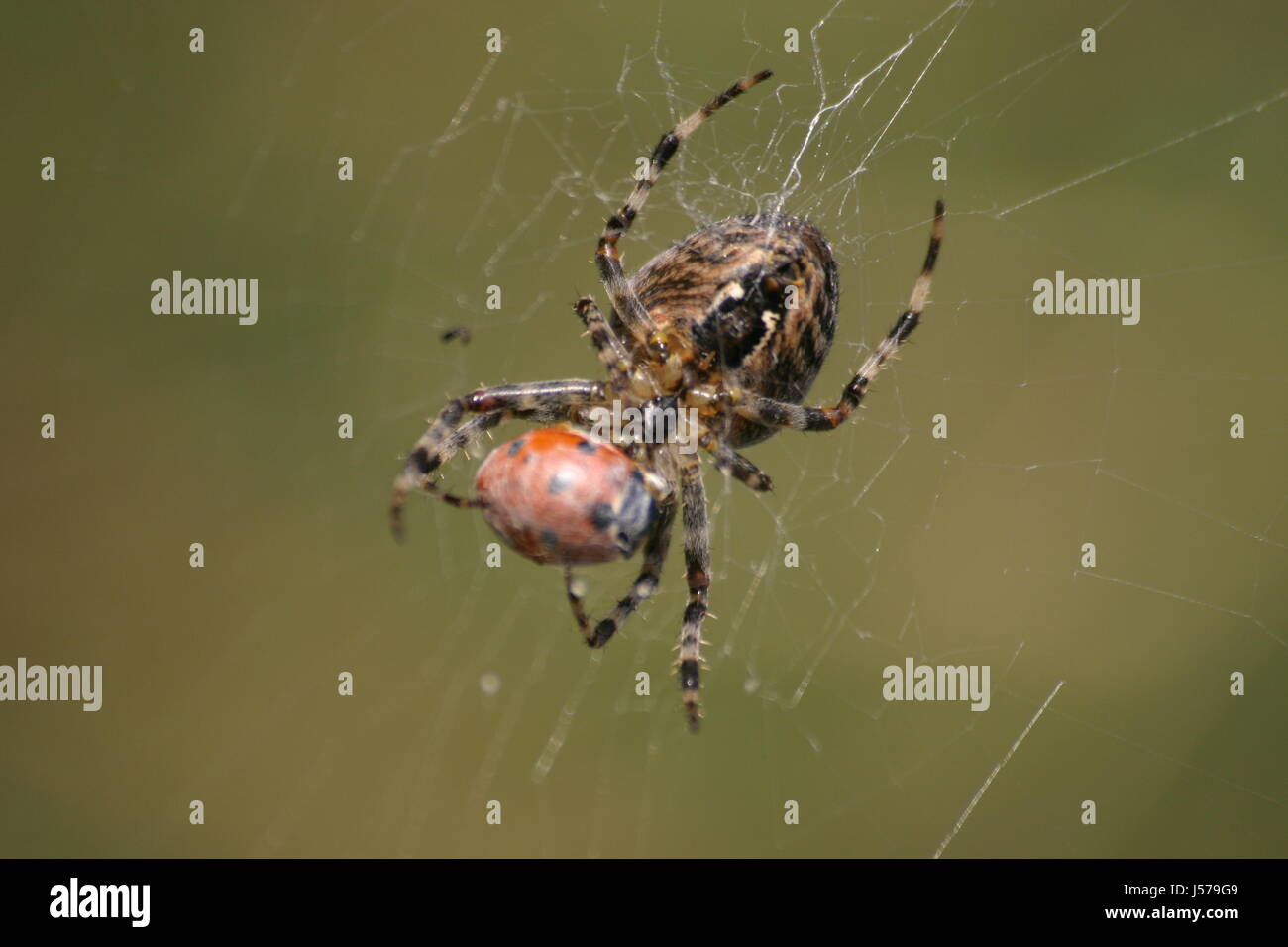 beetle spider prey booty caged net cobweb spiders web ladybug ...