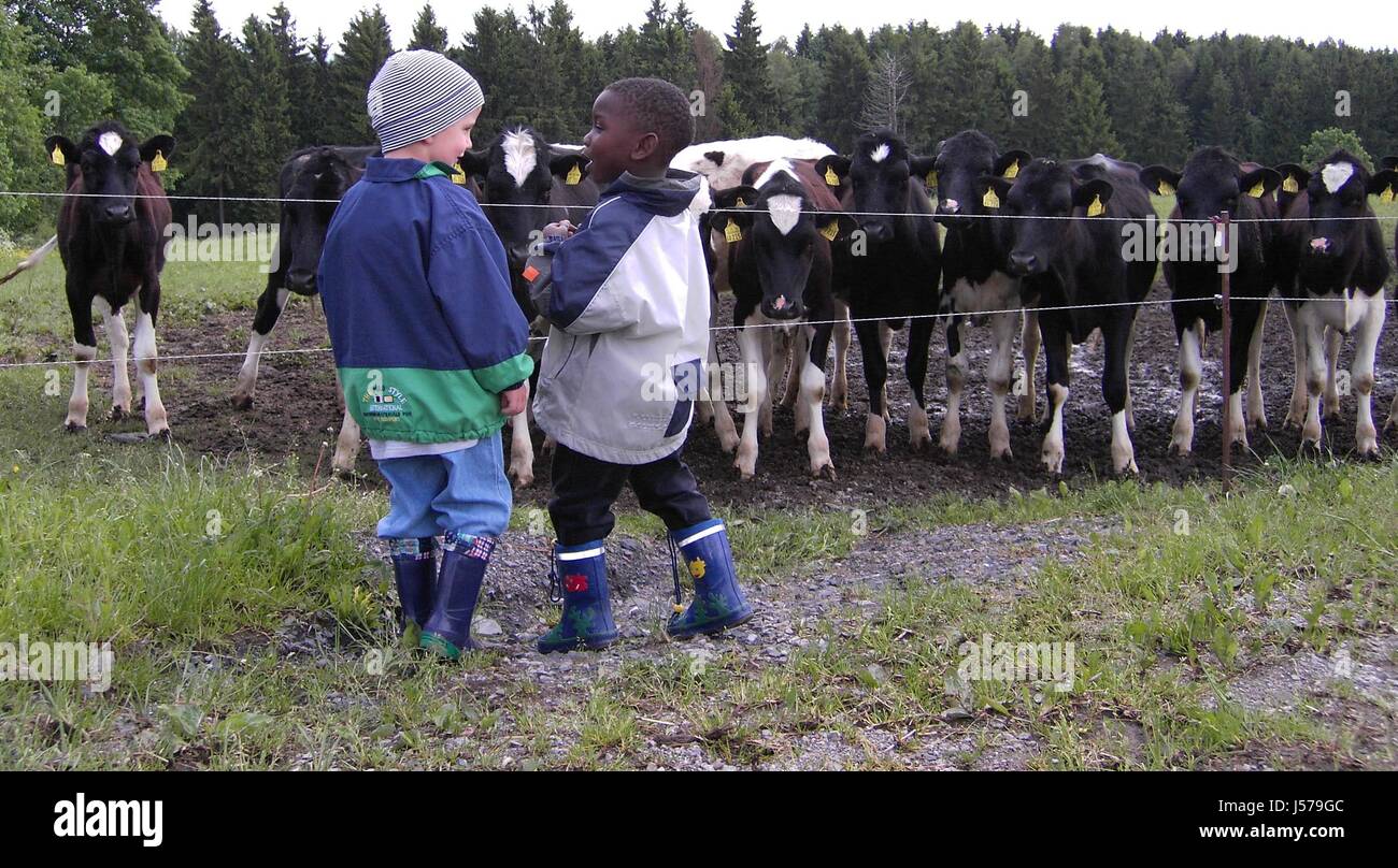 black swarthy jetblack deep black blank european caucasian cow ...