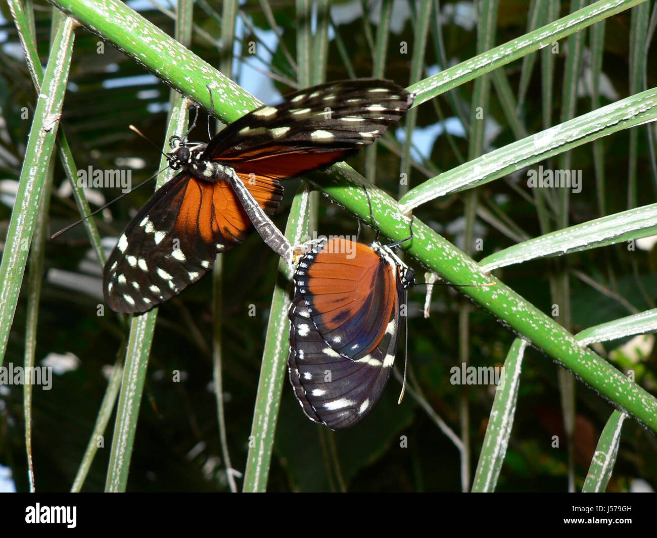 Pairing of butterflies hi-res stock photography and images - Alamy