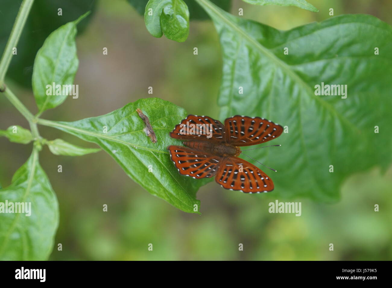 Himalayan butterfly hi-res stock photography and images - Alamy