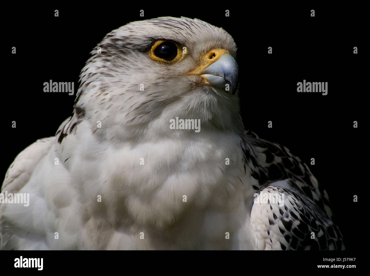 Grnlandfalke hi-res stock photography and images - Alamy