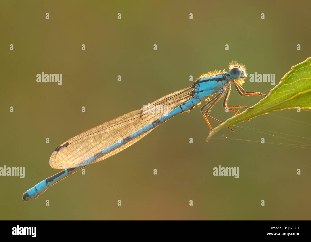 blue shine shines bright lucent light serene luminous insect insects ...