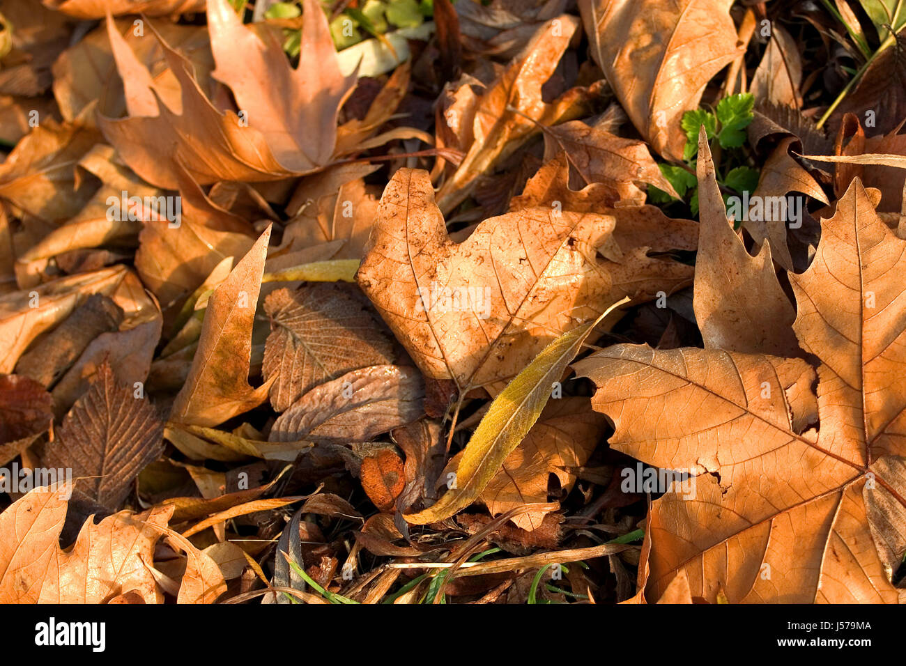 colour cold leaves autumn foliage structure meadow grass lawn green ...