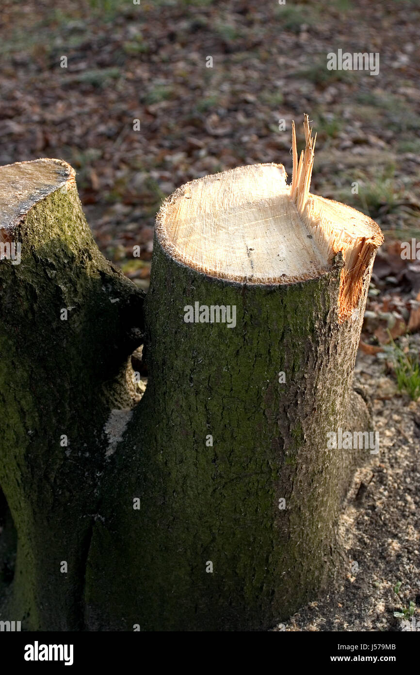 tree wood bark snag sawed off blown off shaddow shadow shadows ...