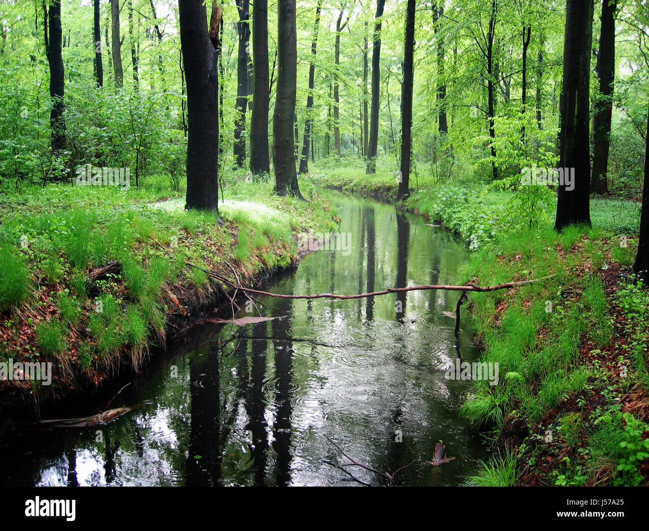 tree trees green deciduous trees stream spring branch watercourse wet ...