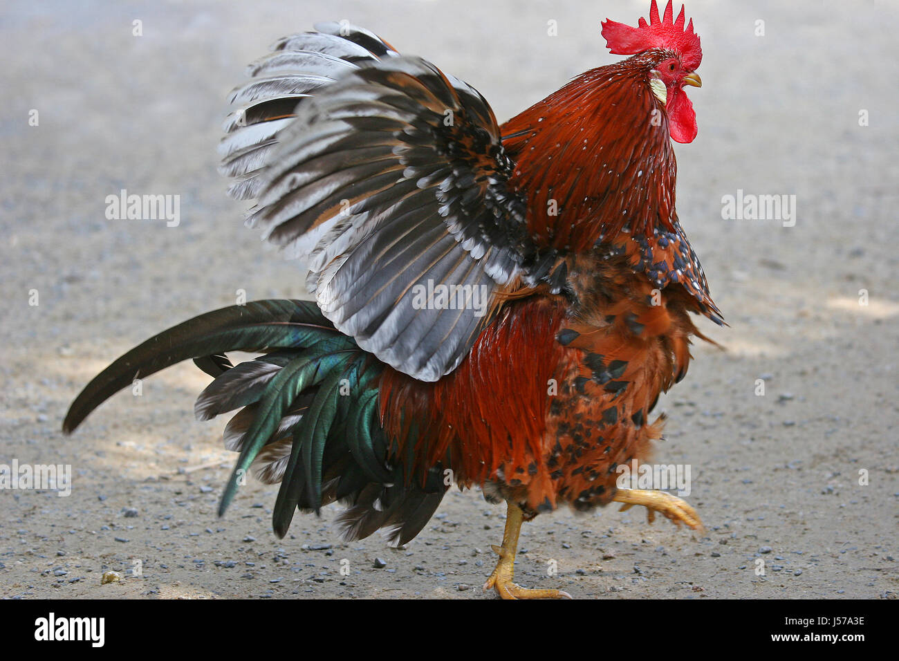 feathers crows poultry chicken annoyed indignant cock rooster gockel ...