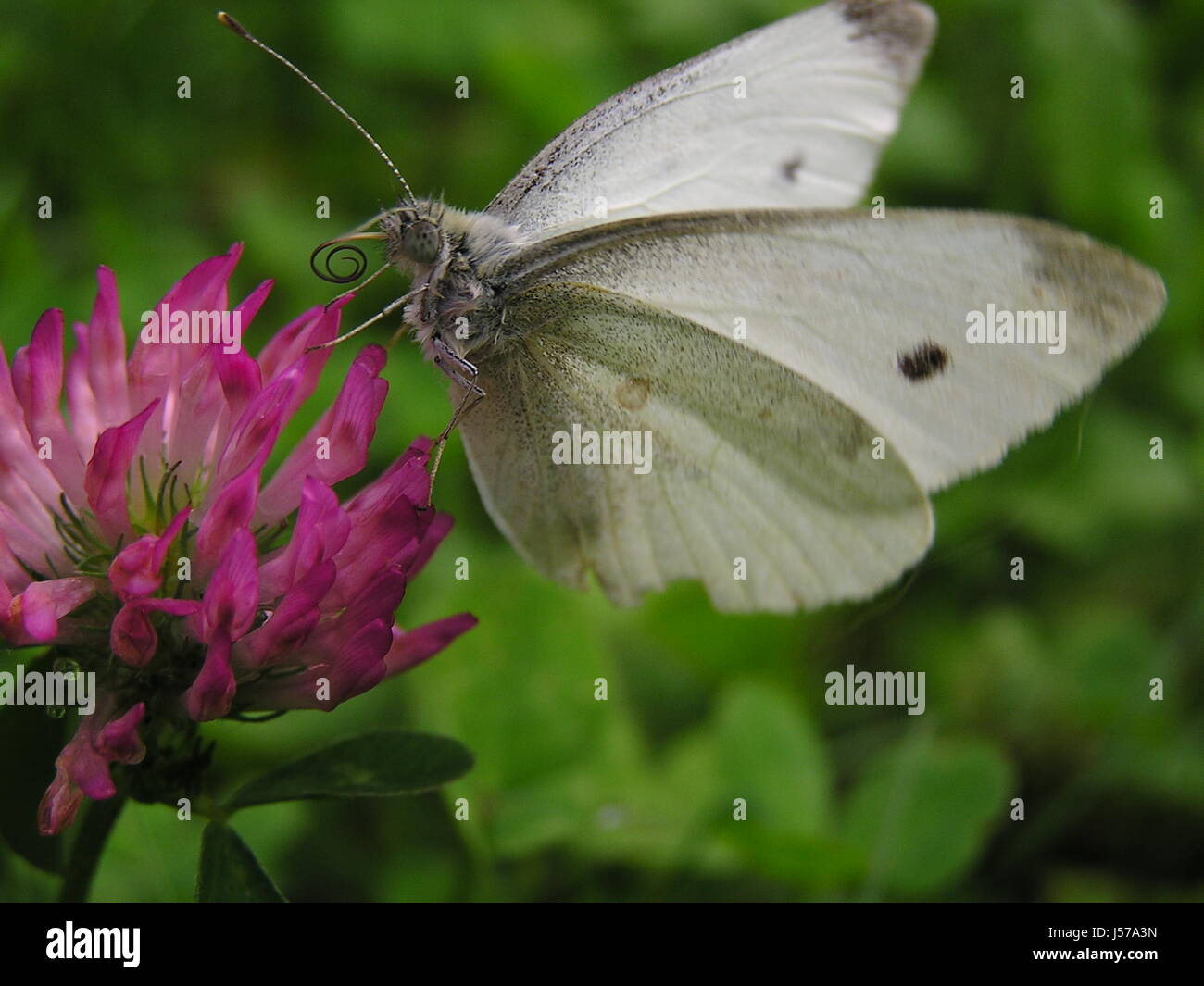 Suction proboscis hi-res stock photography and images - Alamy