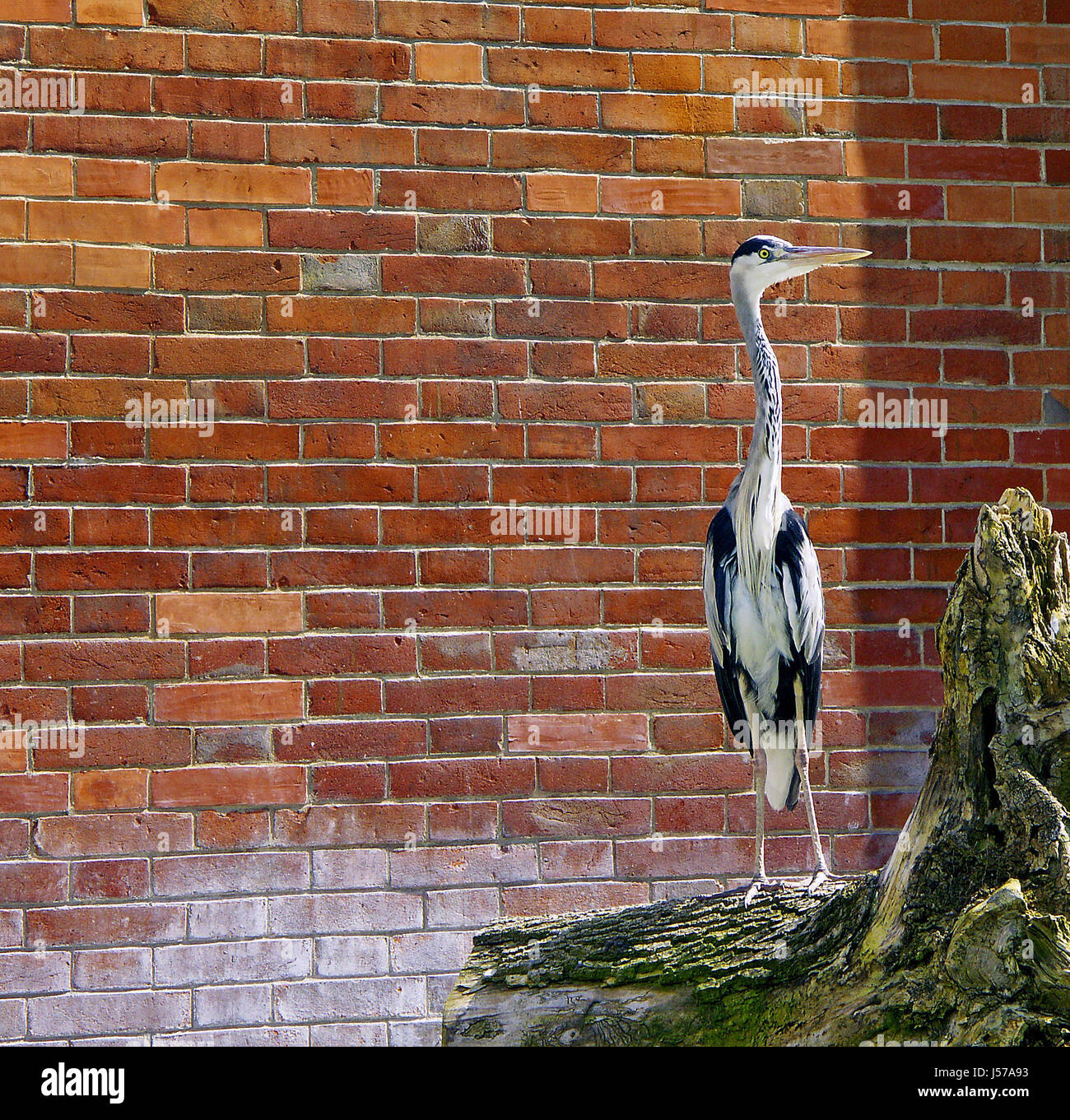 bird animals birds look glancing see view looking peeking looking at ...