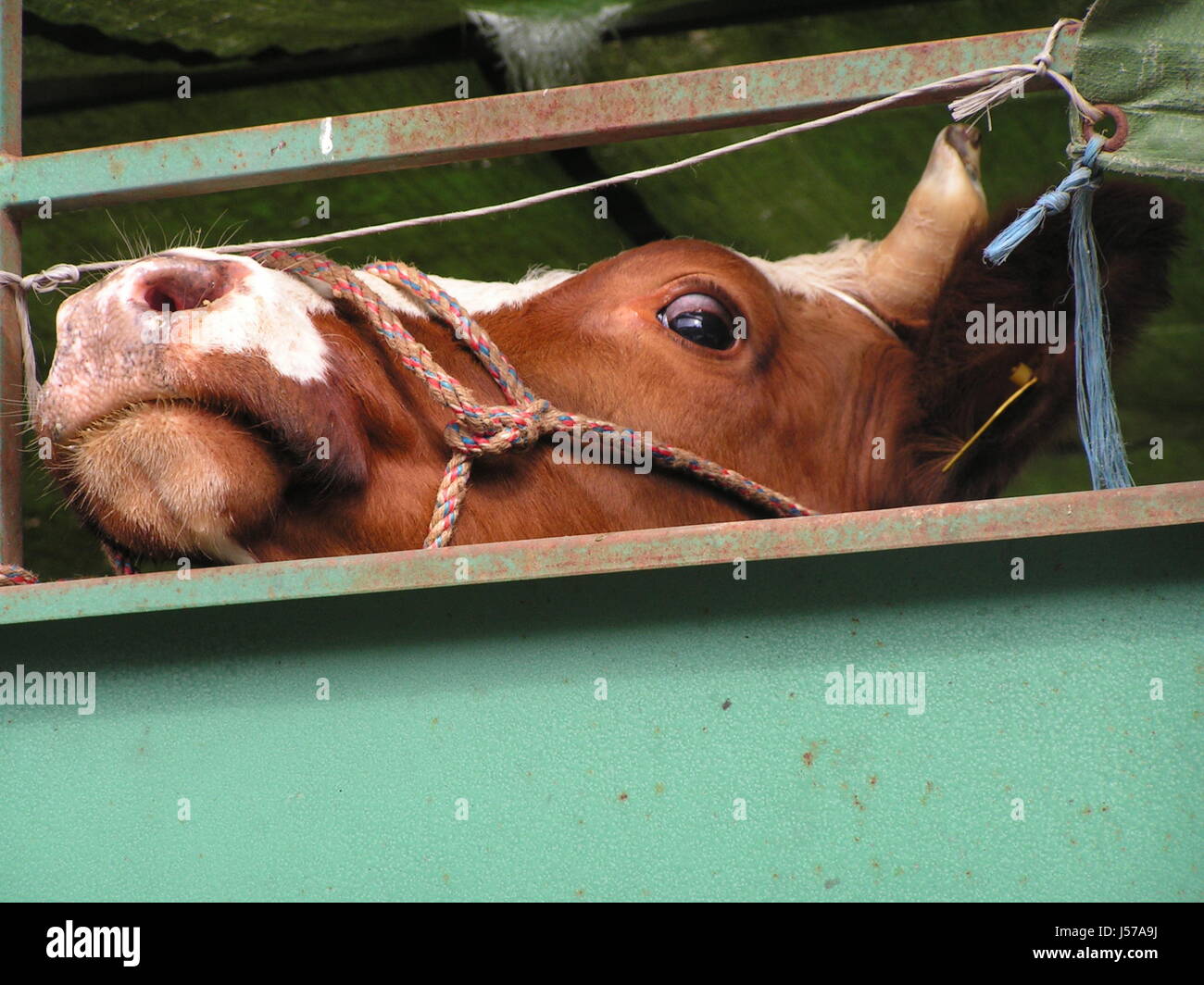 pet mammal animals transport cow bovine wagon farm animal animal ...
