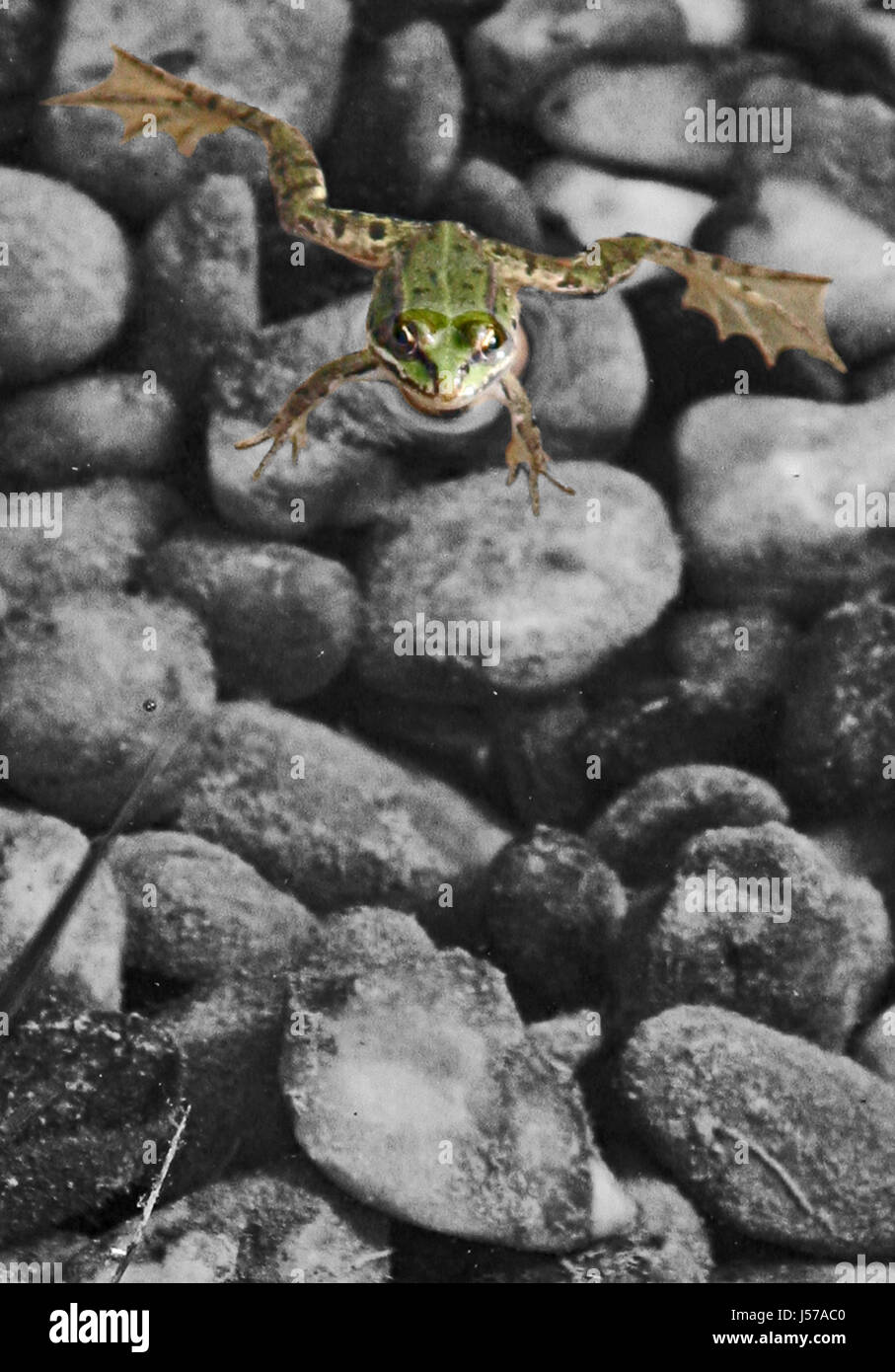 waters stone animal amphibian insects green hunter conservation of ...