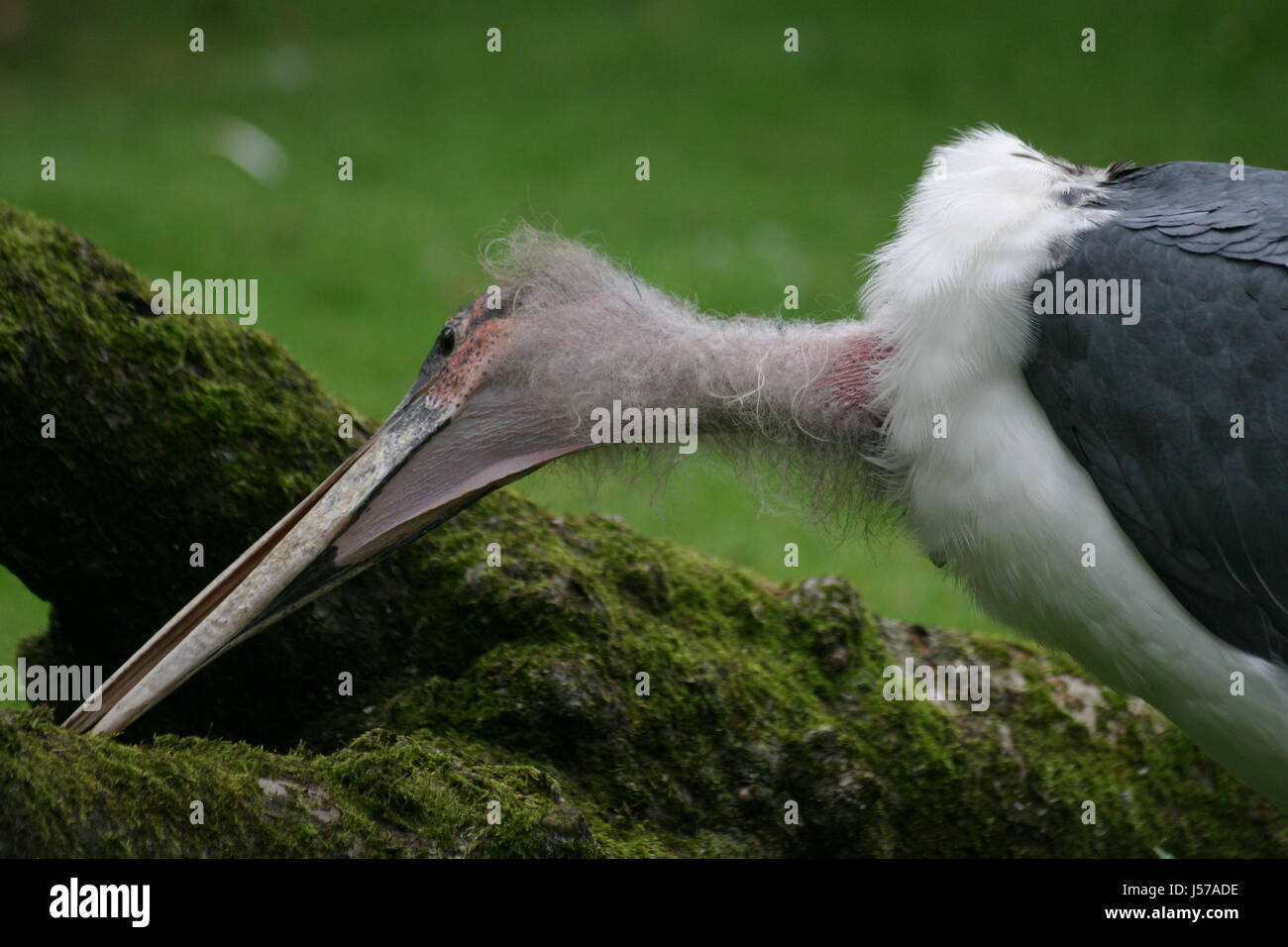 Exot exotischer hi-res stock photography and images - Alamy