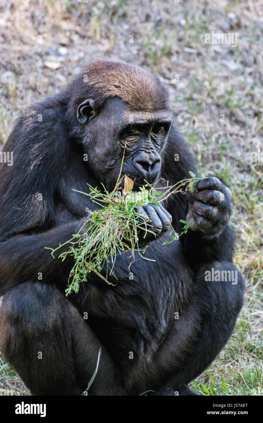 Hungry Western lowland gorilla - Gorilla gorilla gorilla - is feeding ...