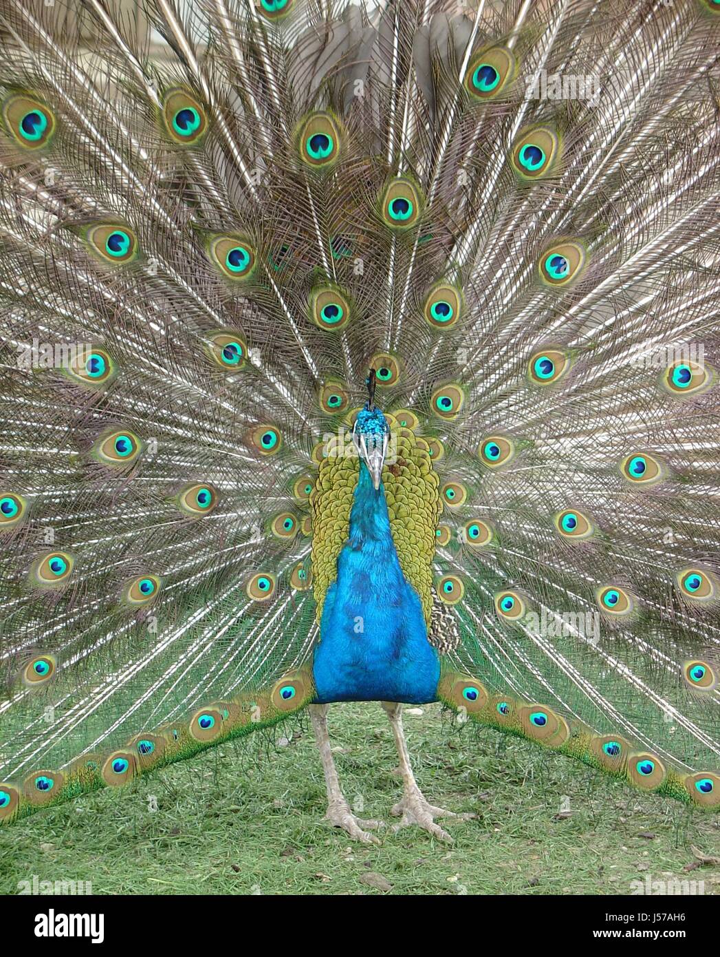 blue wheel bird coloured colourful gorgeous multifarious richly ...