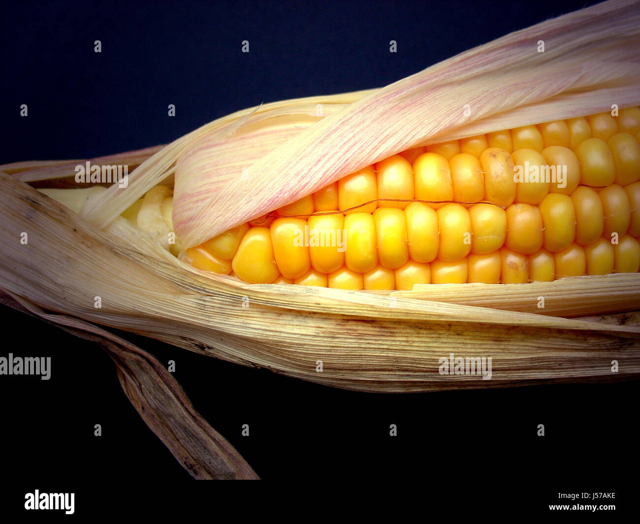 food aliment agriculture farming corn golden harvest nutrition yellow ...