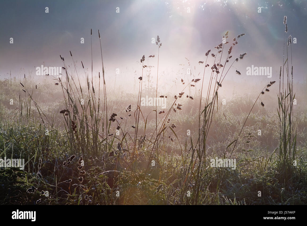 fog flower flowers plant mood grasses meadow scenery countryside nature ...