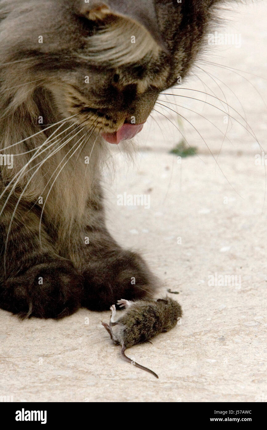 cat and mouse Stock Photo - Alamy