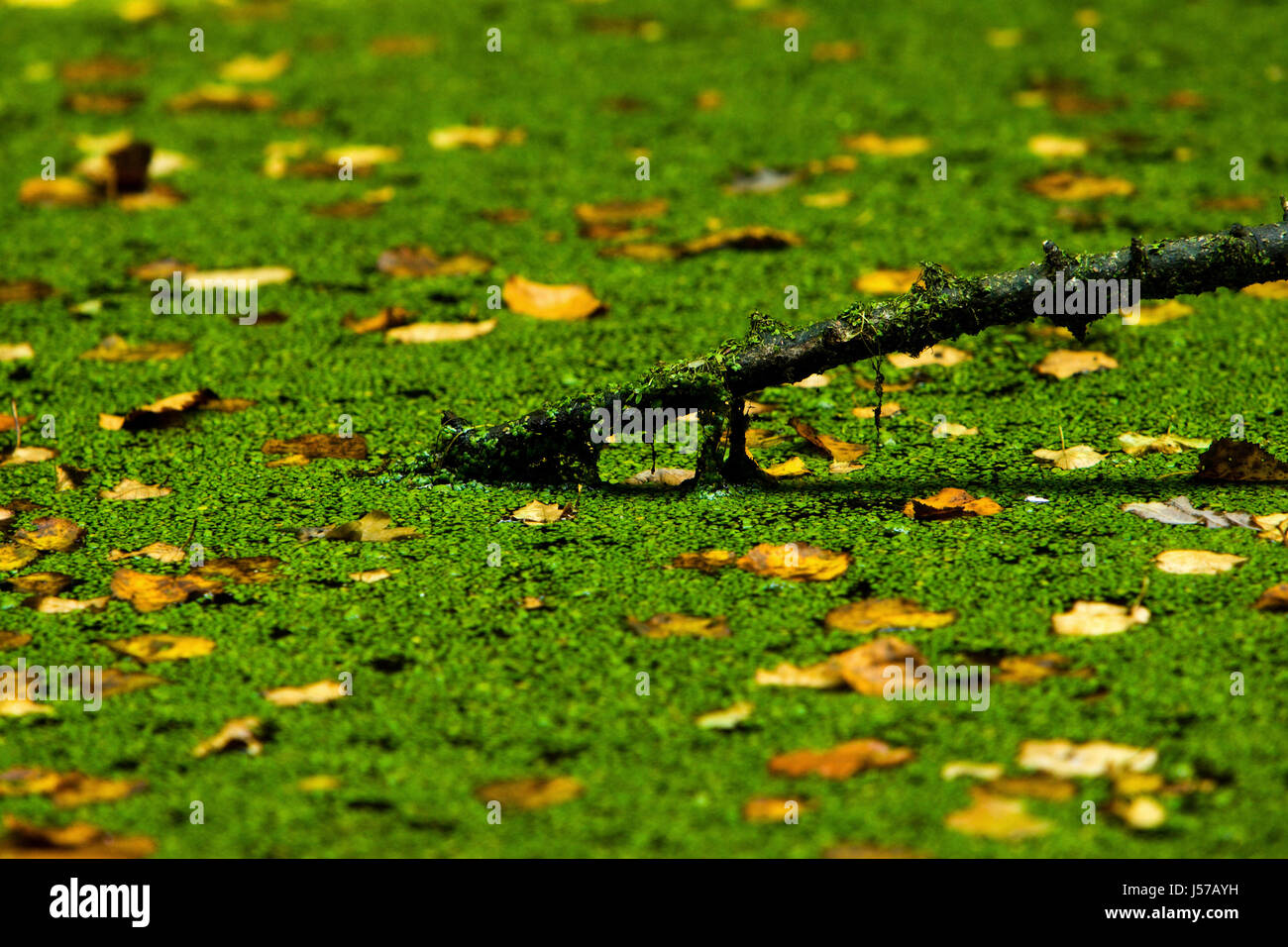 branch in pond Stock Photo - Alamy
