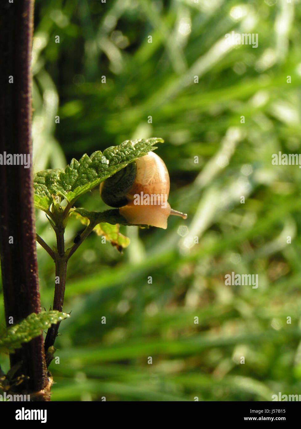 macro close-up macro admission close up view green snail snail shell ...